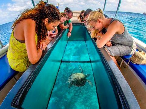 Discover the Underwater World: A Complete Guide to Glass-Bottom Boat Tours